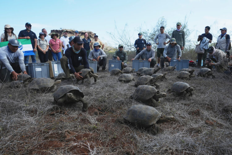 Galápagos park releases 158 juvenile hybrid tortoises on Floreana to ...
